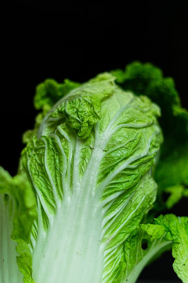 Beijing cabbage close-up stock image. Image of lettuce - 182376105