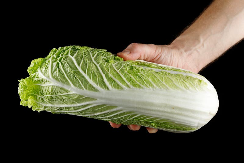 Beijing Cabbage Close-up in Hand Stock Photo - Image of beijing ...