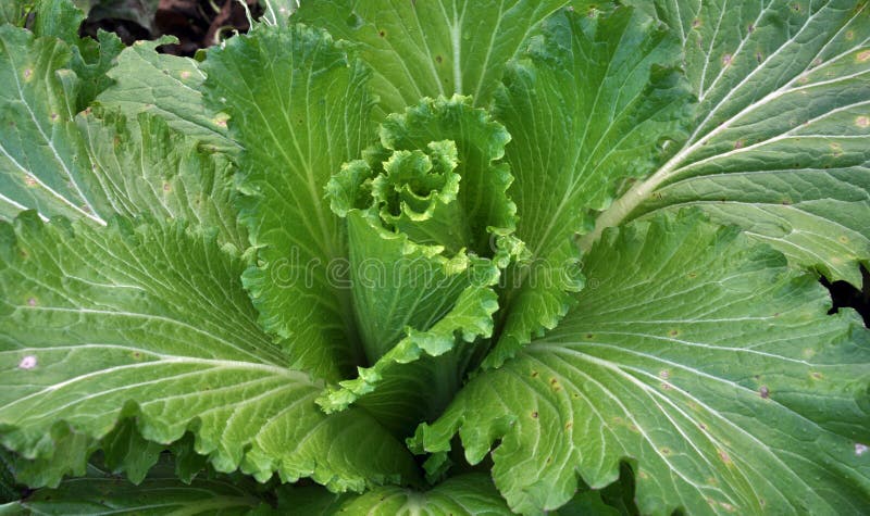 Beijing Cabbage in the Open Ground Stock Image - Image of green ...