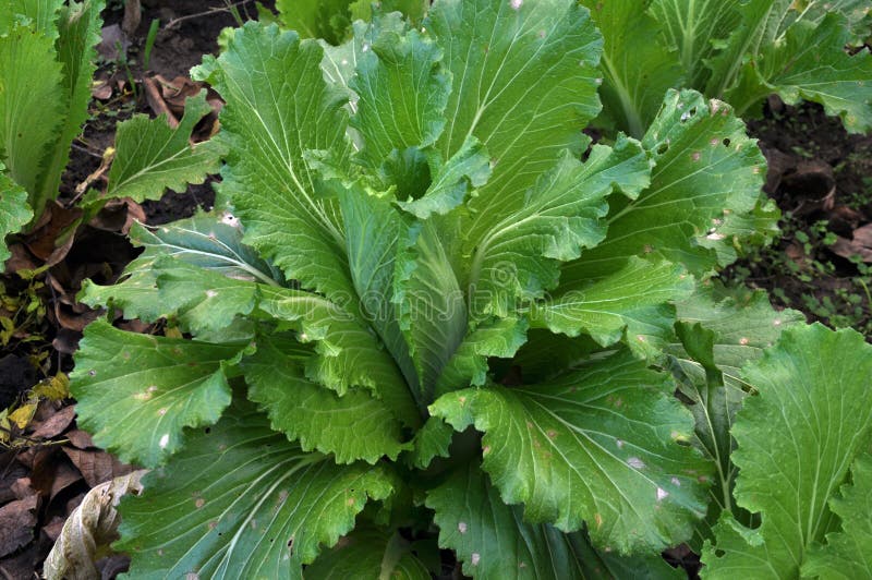 Beijing Cabbage in the Open Ground Stock Photo - Image of soil ...
