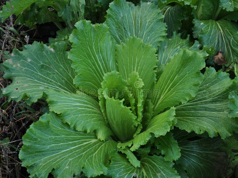 Beijing Cabbage in the Open Ground Stock Image - Image of harvesting ...