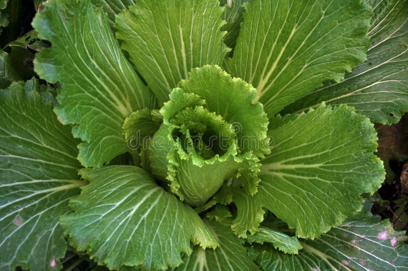Beijing Cabbage in the Open Ground Stock Photo - Image of growing ...
