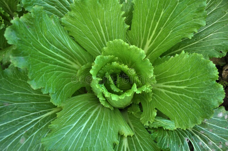 Beijing Cabbage in the Open Ground Stock Photo - Image of beauty ...
