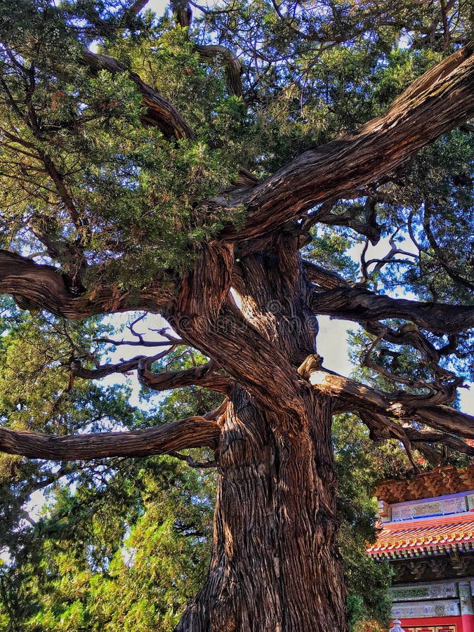 Gigantic tree stock photo. Image of china, beijing, tree - 128511748
