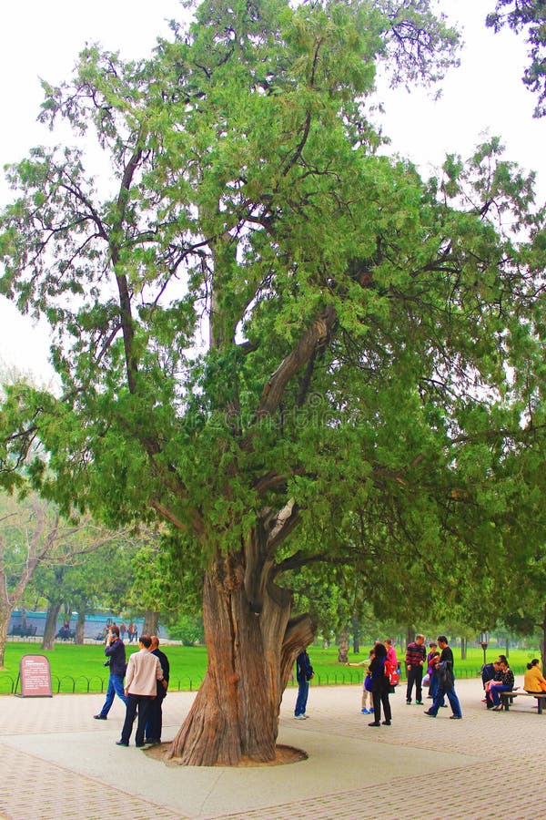 Beijing cypress editorial photo. Image of culture, grass - 36837986
