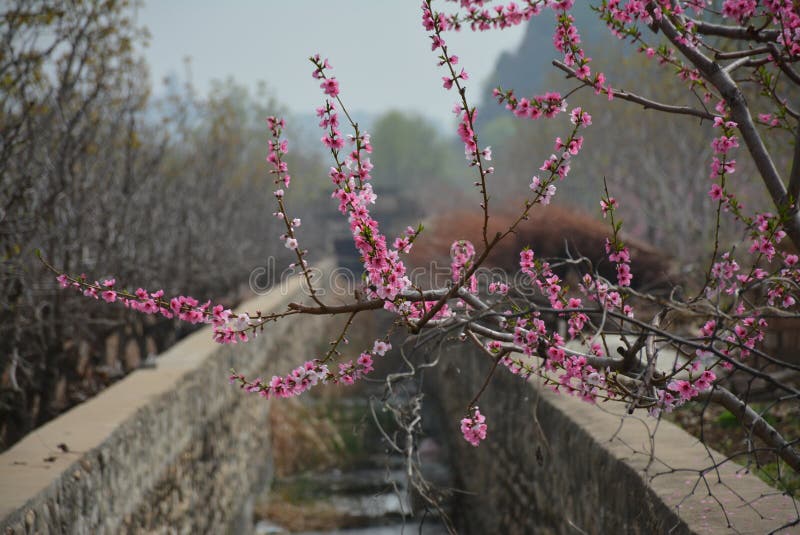 Peach Blossoms in Beijing in Spring Stock Image - Image of beijing ...