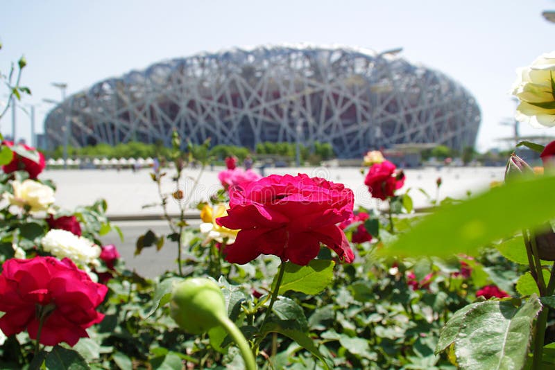 Beijing Stadium with Flowers. Editorial Photo - Image of national ...