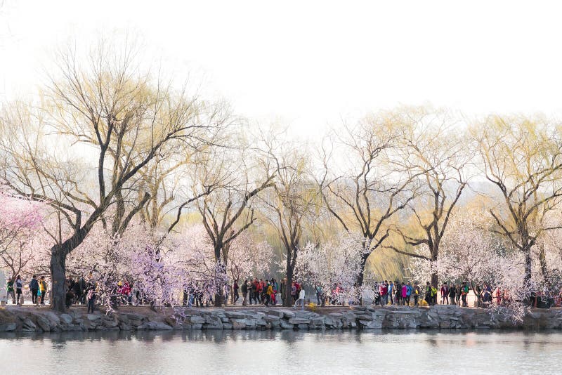 Beijing Summer Palace Spring Scenery Editorial Photo - Image of spring ...