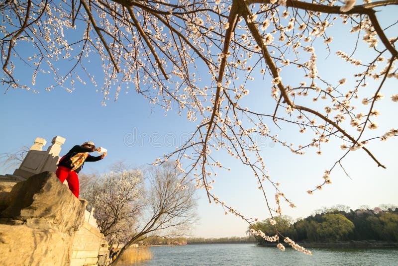 Beijing Summer Palace Spring Scenery Editorial Photography - Image of ...