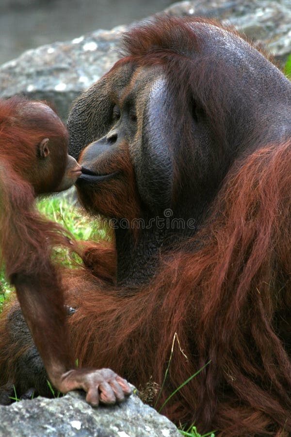 315 Fotos de Stock de Beijo Do Macaco - Fotos de Stock Gratuitas e Sem ...