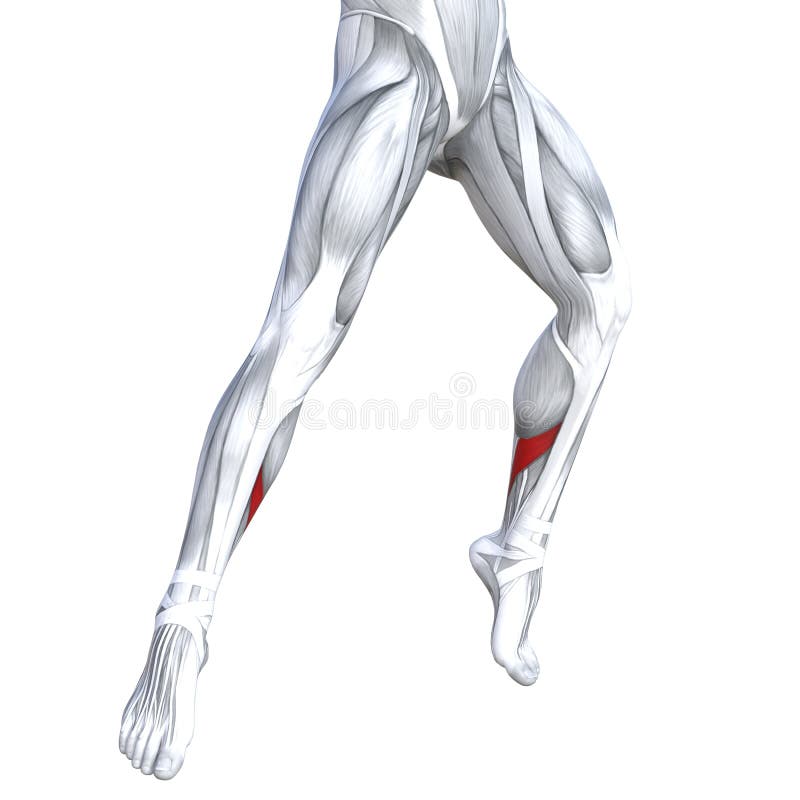 Bein-Menschenanatomie Der Front Der Illustration 3D Obere Stock ...