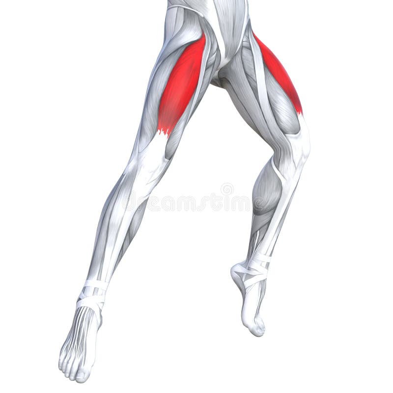 Bein-Menschenanatomie Der Front Der Illustration 3D Obere Stock ...