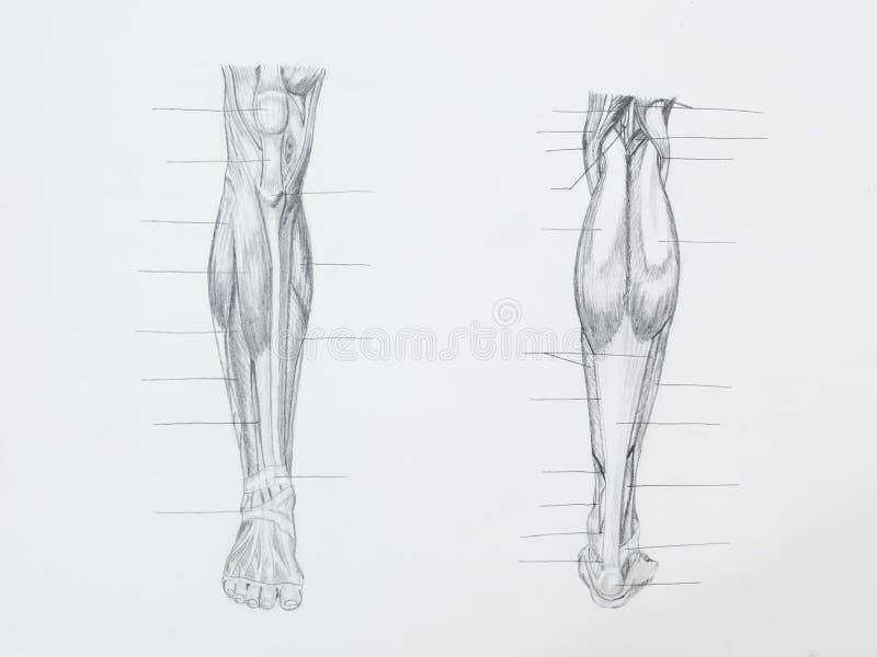 Bein Mischt Bleistift-Zeichnung Mit Stockfoto - Bild von schaft ...