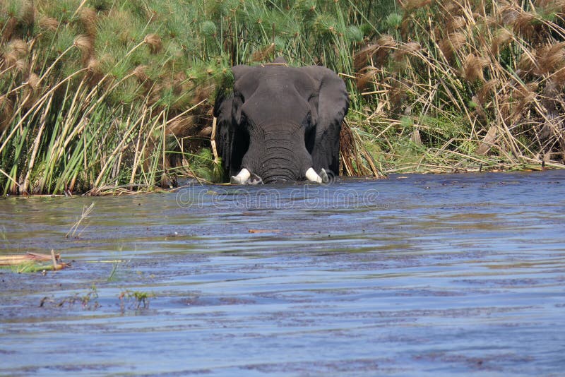 Being Chased by an Elephant Stock Photo - Image of river, elephant ...