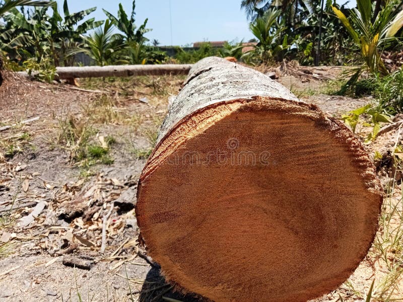 After Being Cut Down, a Long Coconut Tree Has a Circular Cross-section ...