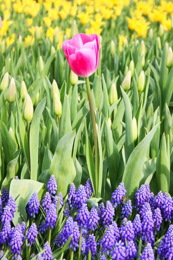 Being first pink blooming stock image. Image of green - 40679589