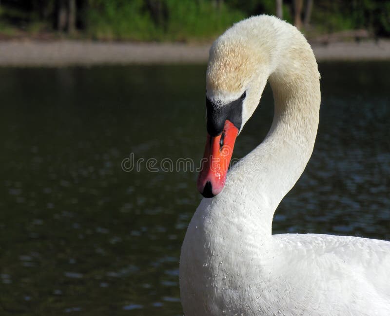 Being with a long neck. stock photo. Image of nature - 11072076