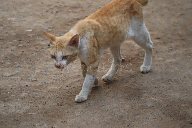 Orange Cat on the Road during the Day Stock Image - Image of whiskers ...