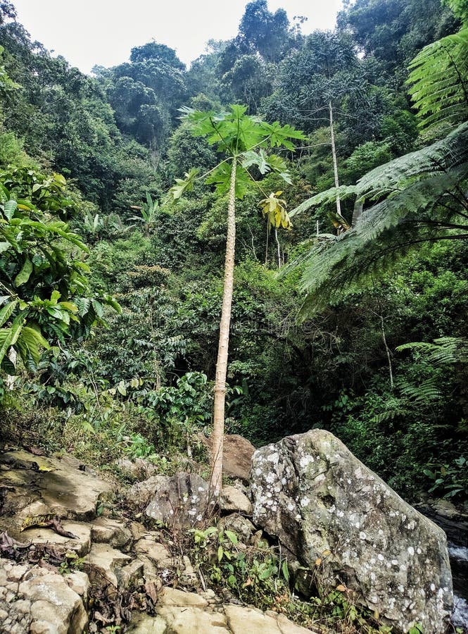 Bekasi, Indonesia, Papaya Tree Growing among the Rocks. Stock Image ...