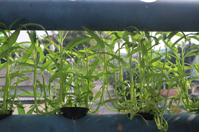Vegetable Crops with a Hydropic System Editorial Photo - Image of yard ...