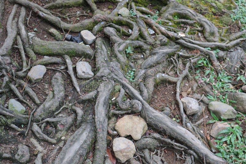 Tree Roots in the Middle of Rocks in the Afternoon Stock Photo - Image ...