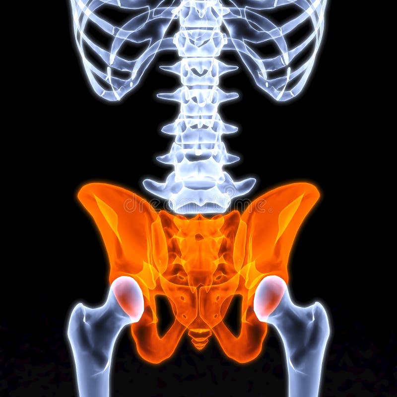 Bekken stock illustratie. Illustration of sluit, gezamenlijk - 16525798