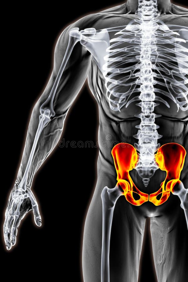 Bekken stock illustratie. Illustration of anatomisch - 81031158