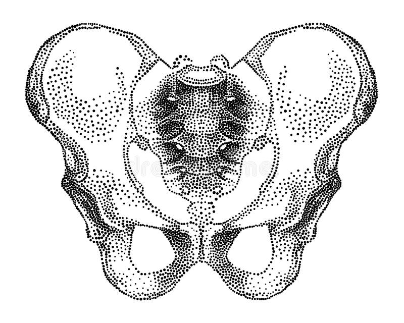 Bekkenbeen vector illustratie. Illustration of anatomie - 15938245