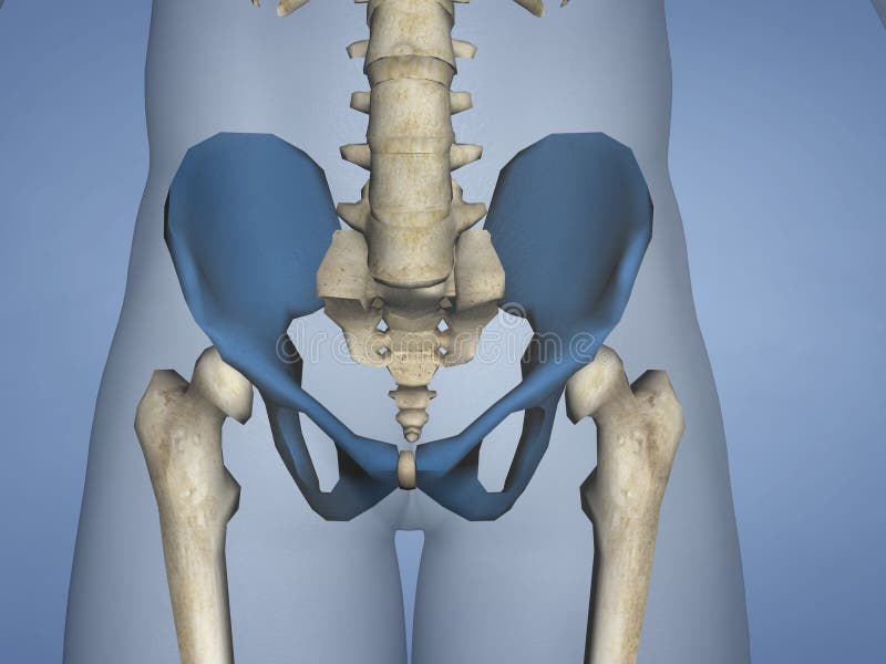 Bekken 1, 3D Model stock illustratie. Illustration of illustratie ...