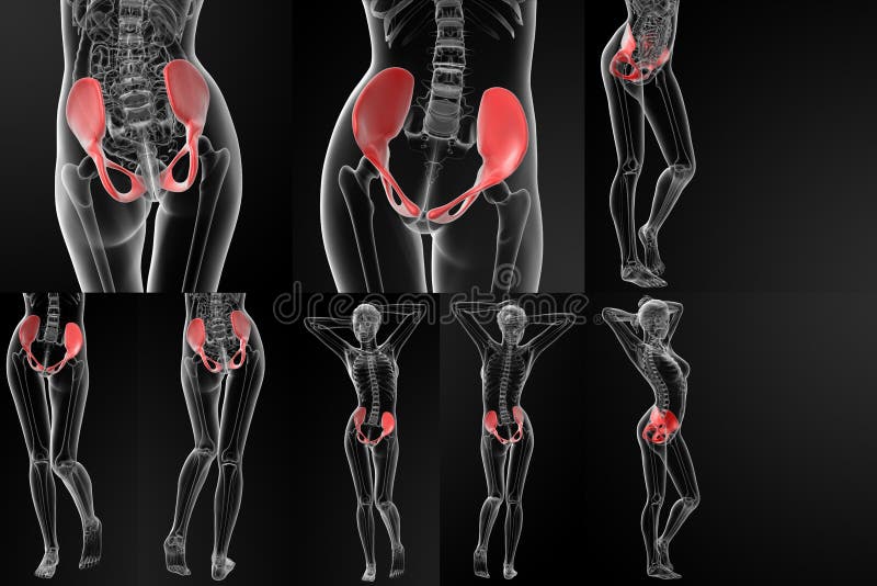 Bekkenbeen stock illustratie. Illustration of gezondheid - 82857606