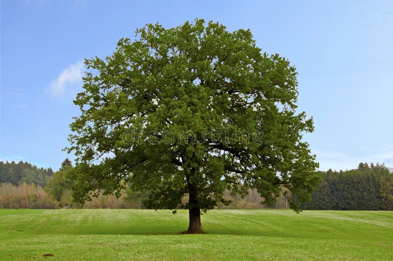 Bel arbre photo stock. Image du vert, ensoleillé, extérieur - 22285634