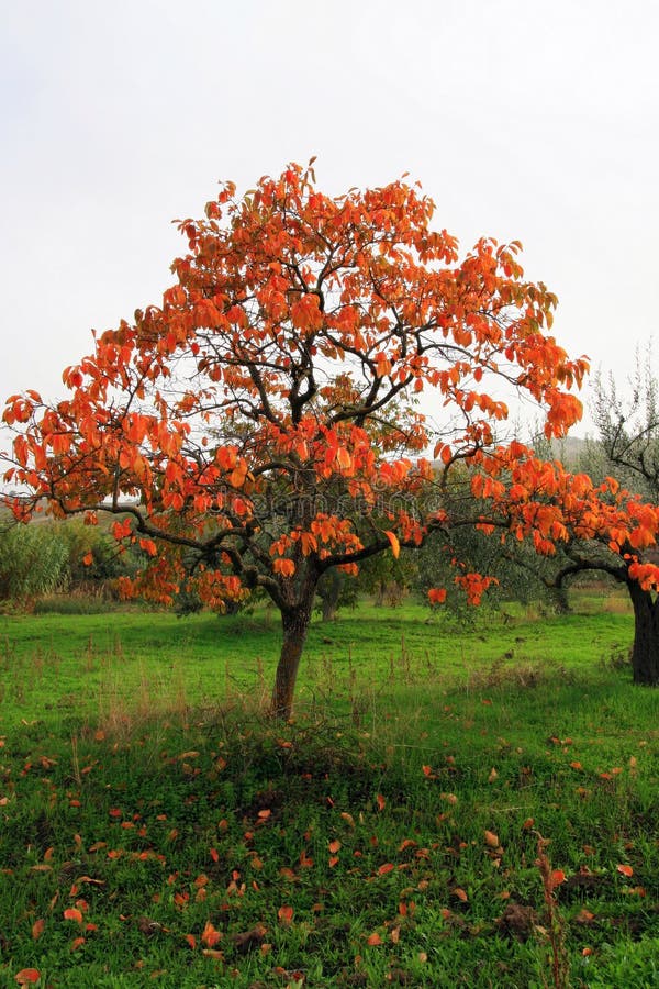 Bel arbre d'automne photo stock. Image du zone, couleurs - 3554558