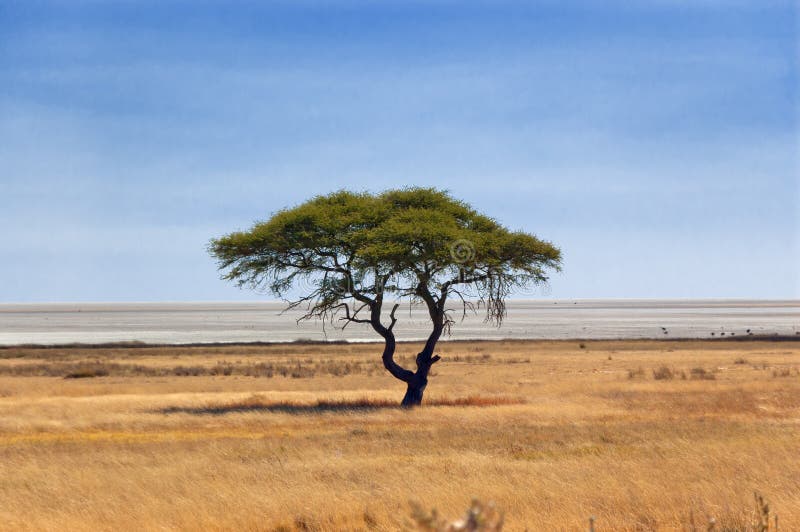 Bel Arbre Dans La Savane Africaine Photo stock - Image du carter ...