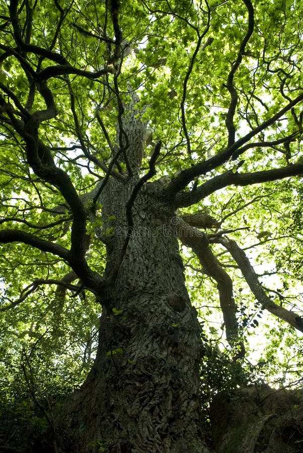 Arbre De Chêne Au-dessus Du Fond Blanc Image stock - Image du élément ...