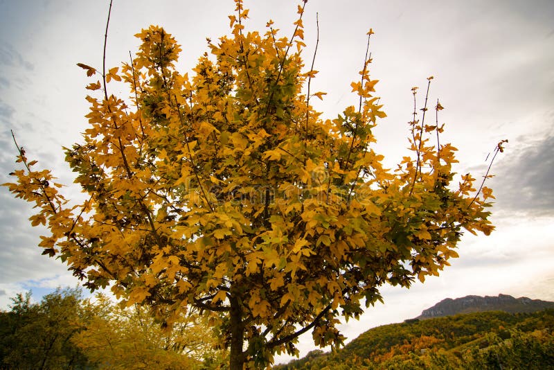 Bel arbre isolé d'automne photo stock. Image du arbre - 40282804