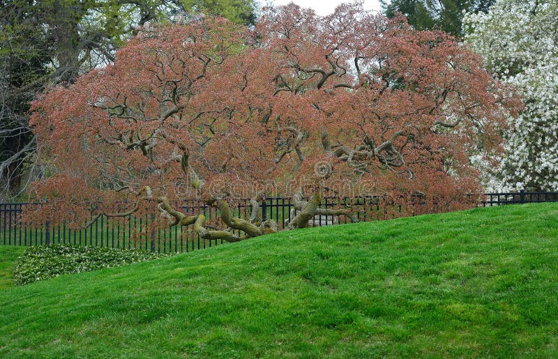Bel Arbre Japonais Fleurissant Photo stock - Image of arbre ...
