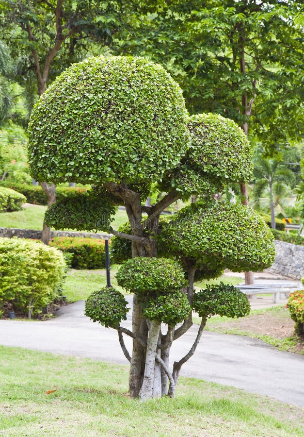 Bel Arbre Nain Dans Le Jardin. Image stock - Image du vert, blanc: 25653015