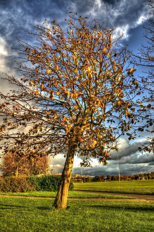 1,794 Arbre Vent Soufflé Photos libres de droits et gratuites de Dreamstime