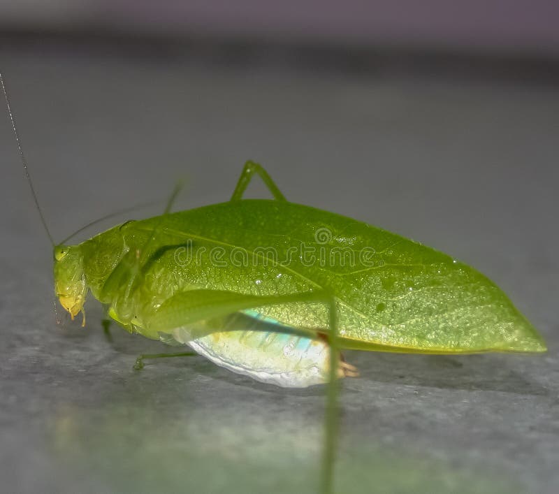 Bel insecte vert image stock. Image du détail, entomologie - 122244769