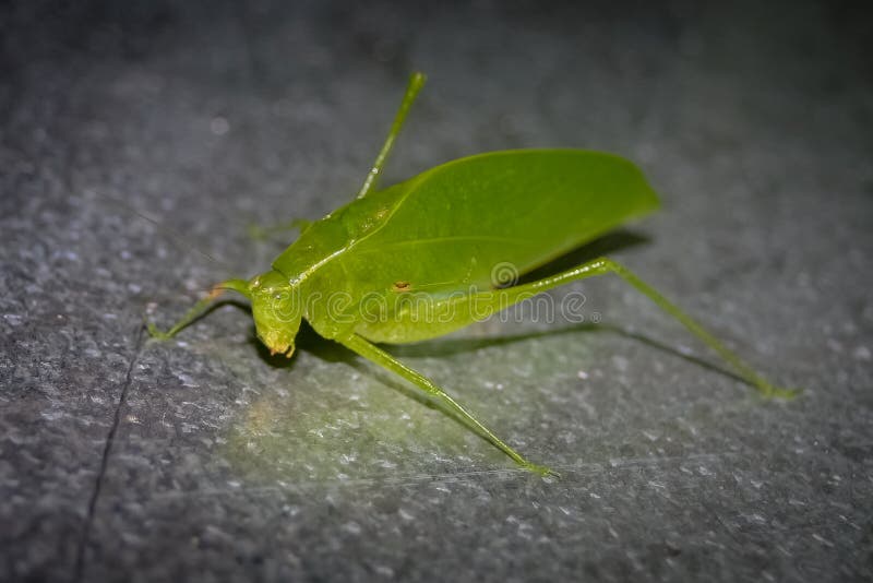 Bel insecte vert image stock. Image du détail, entomologie - 122244769