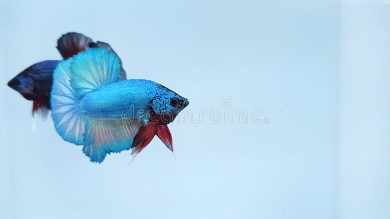 Bel Pesce Da Combattimento Ibrido Betta Splendore Fotografia Stock ...