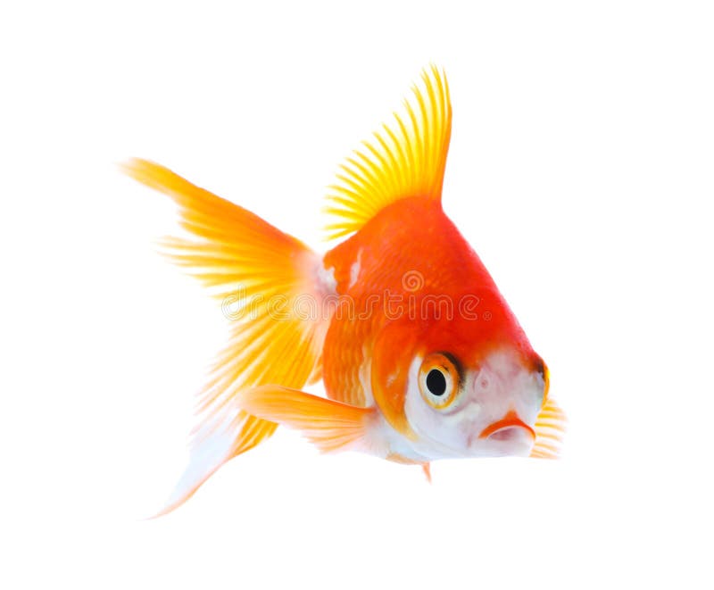 Bel Piccolo Pesce D'oro Isolato Fotografia Stock - Immagine di ...