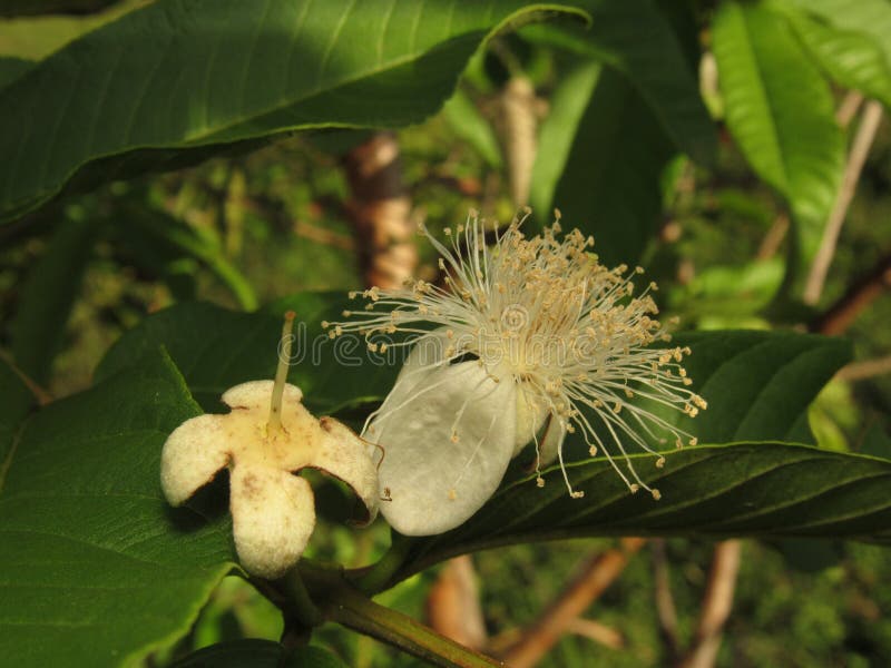 Bela Flor Branca Do Psidium Guajava Ou Conhecida Como Goiaba Comum Foto ...