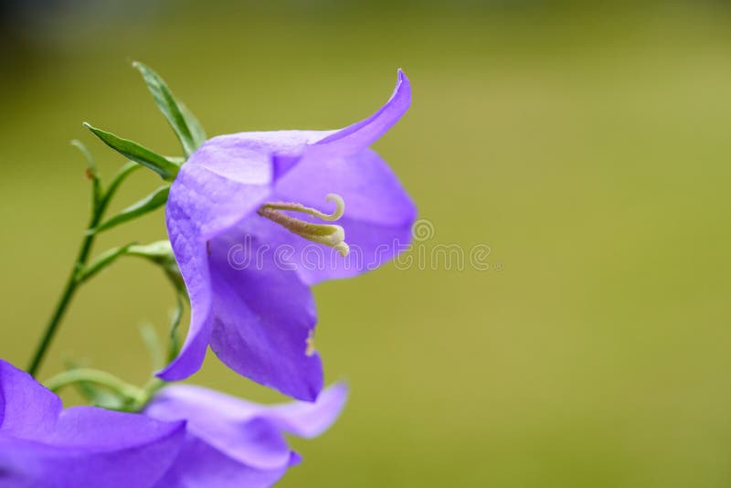 Bela flor fechada. foto de stock. Imagem de frescor - 189033552
