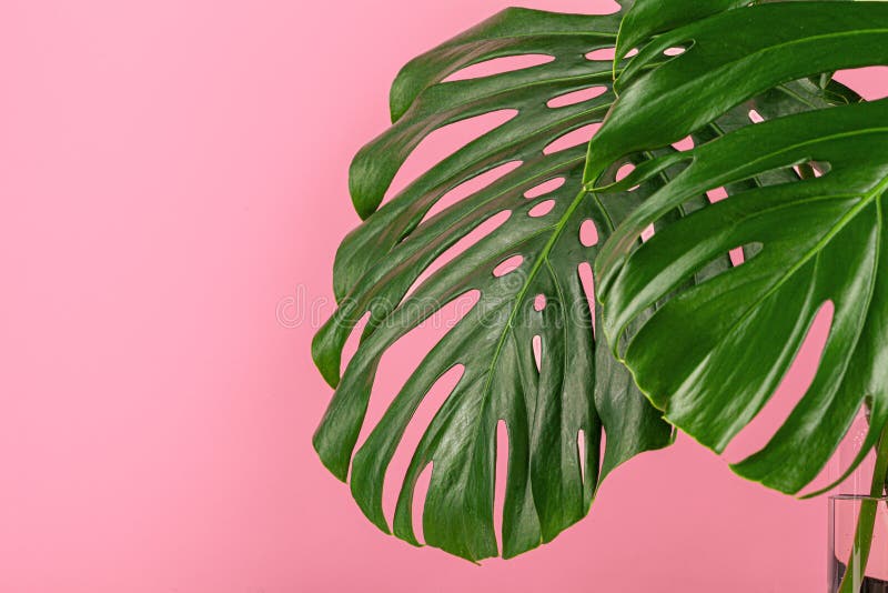 Bela Folha Monstera Em Fundo Rosa Imagem de Stock - Imagem de palma ...