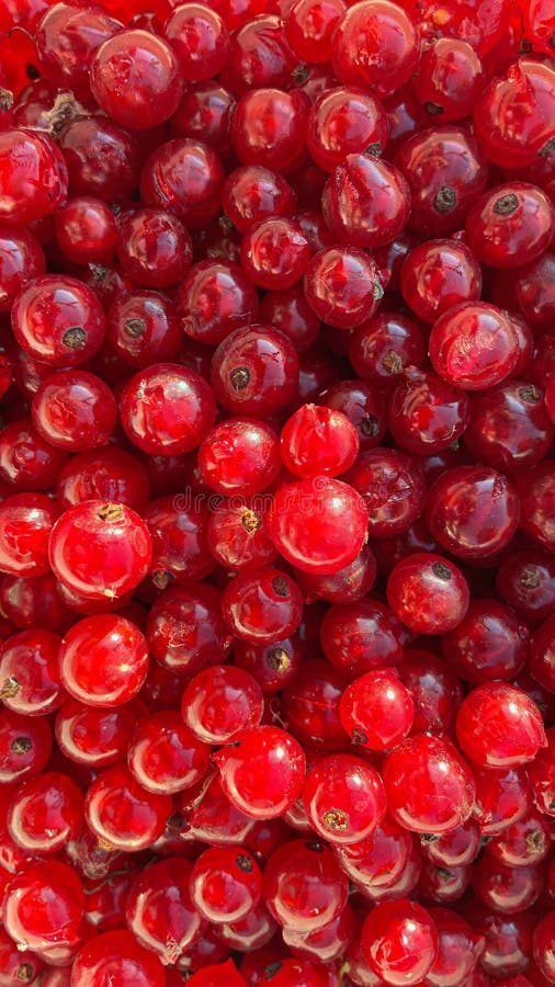 A Bela Textura E Fundo Da Groselha Vermelha Foto de Stock - Imagem de ...