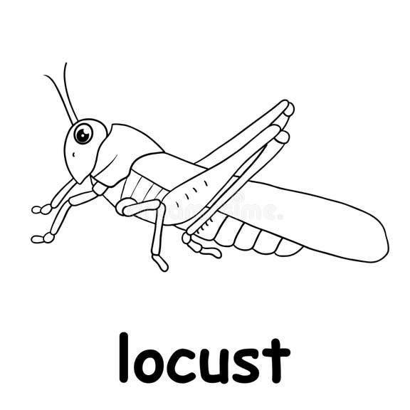 Kids Line Illustration Coloring Locust. Outline Vector for Children ...