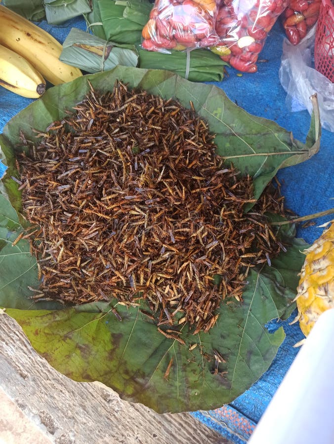 Insect Belalang Stock Photos - Free & Royalty-Free Stock Photos from ...