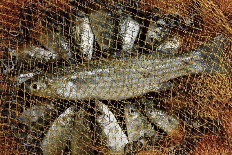 Belanak Fish stock photo. Image of negeri, beautiful - 105107226