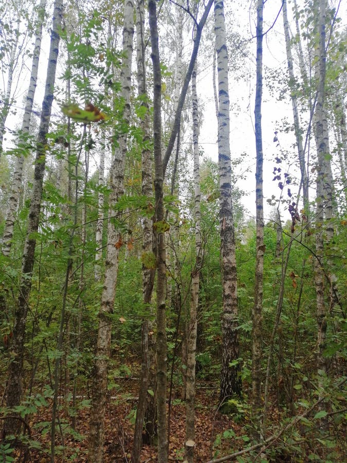 Belarus. Birch Grove stock photo. Image of smartcapture - 159425216